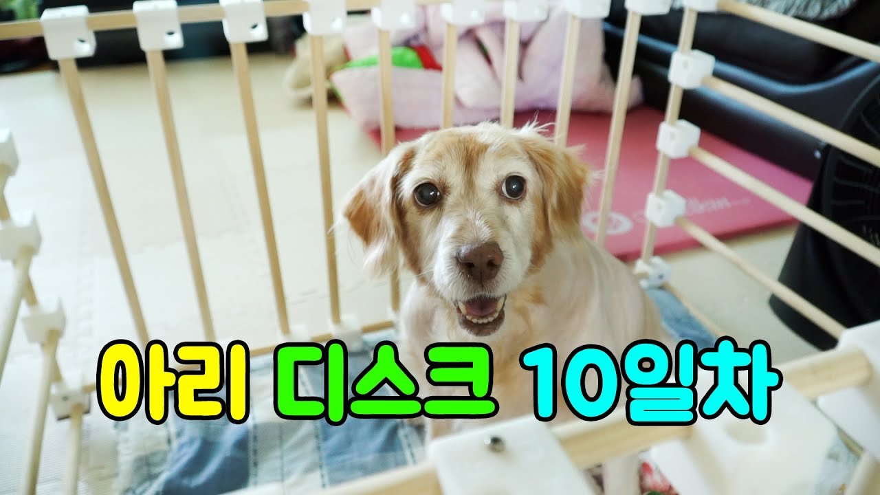 "아리 디스크 10일차 호전상황" #Hoyatag