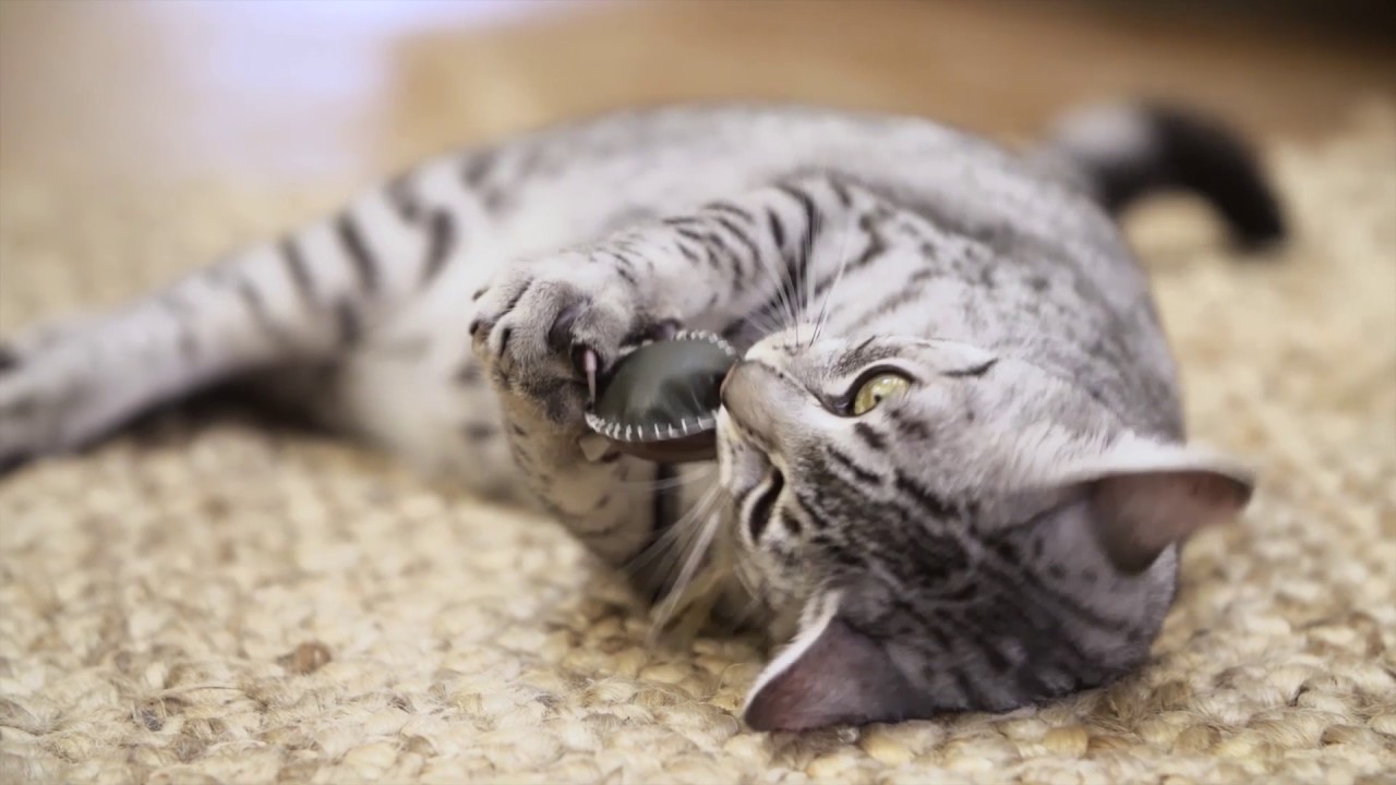 "Devi lasciare il tuo gatto solo in casa? Ecco come fare" #Hoyatag